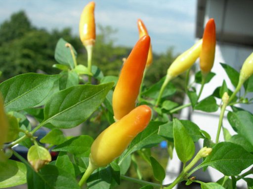 Nepali Orange 200 seeds - Peperzadenwinkel